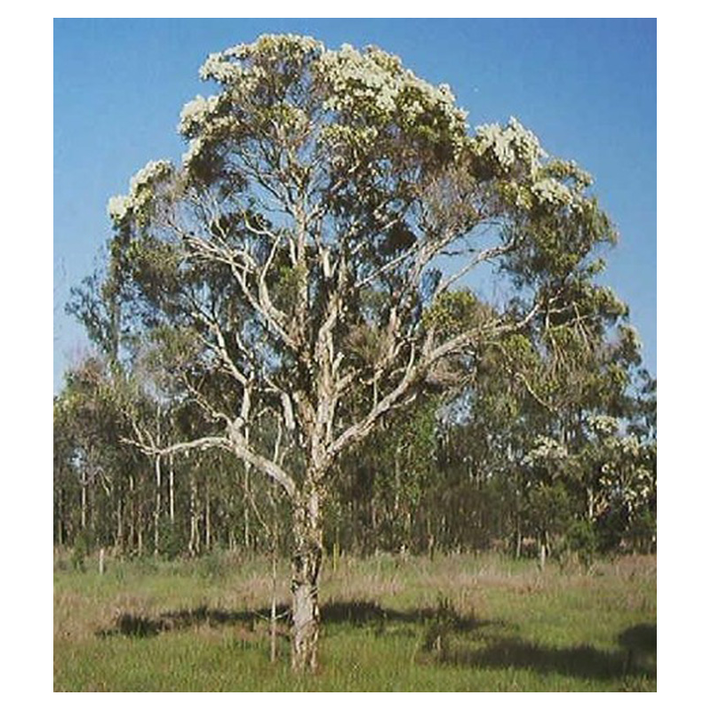 Tea Tree ou Arbre à Thé Huile Essentielle