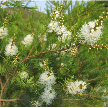 Tea Tree ou Arbre à Thé Huile Essentielle